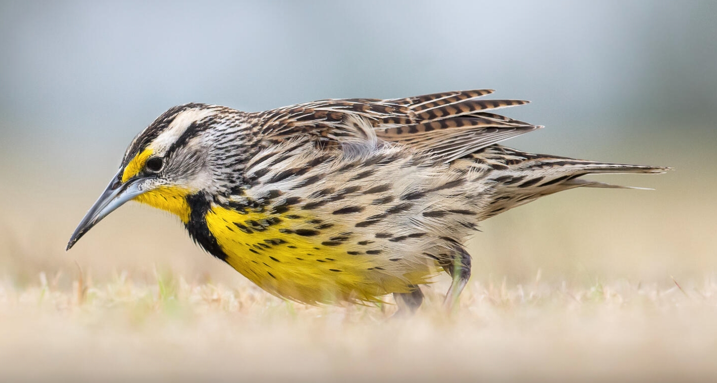 The Property – Save Lemoine Point Farm